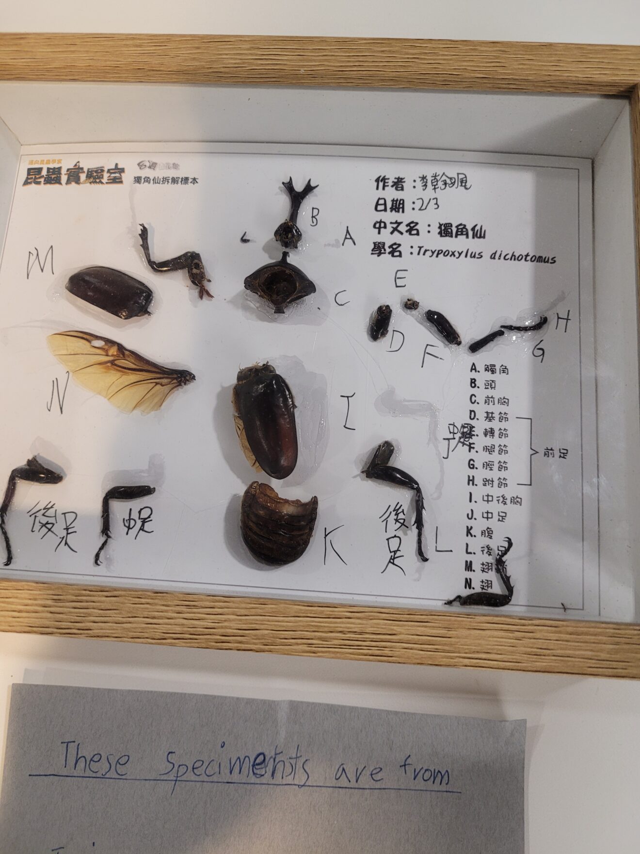 Milena's Hot Wheels Collection and Hank's Origami Insects Collection ...